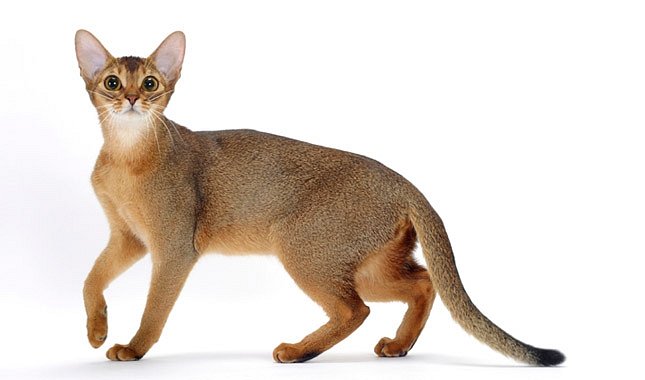 Abyssinian